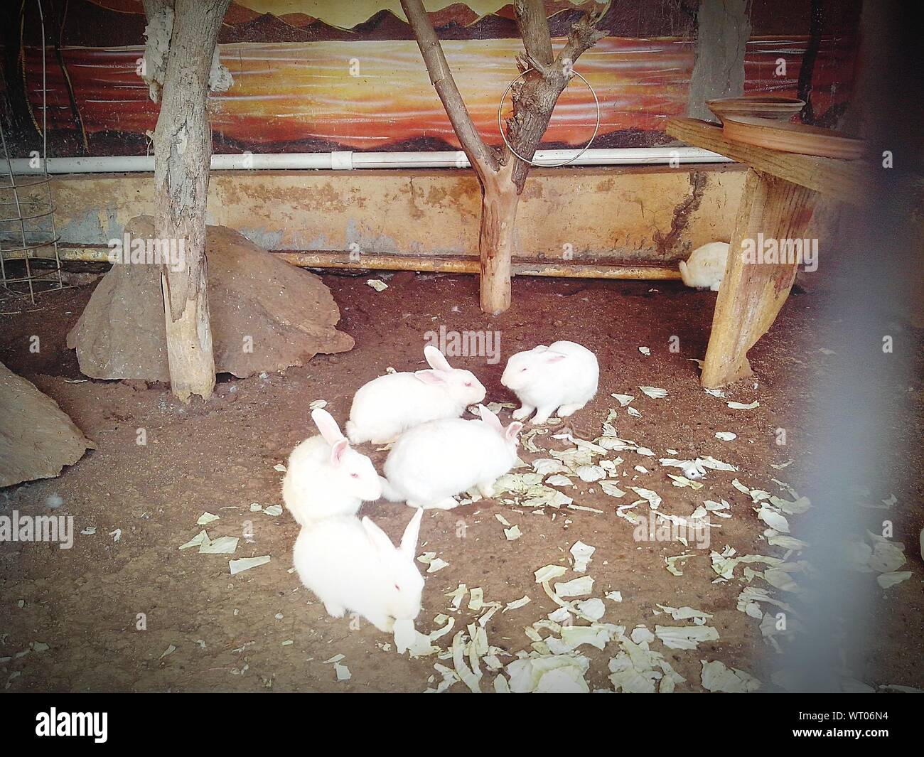 Five rabbits hi-res stock photography and images - Alamy