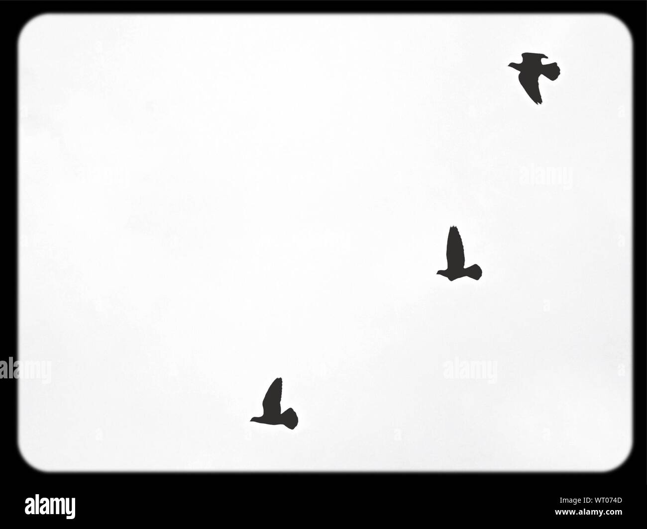 Three Flying Birds High Resolution Stock Photography and Images - Alamy