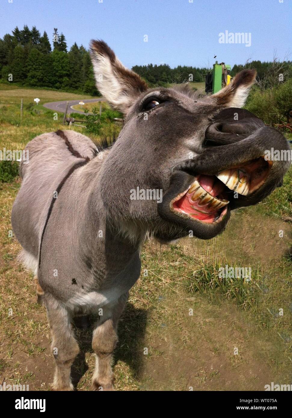 Donkey mouth open hi-res stock photography and images - Alamy