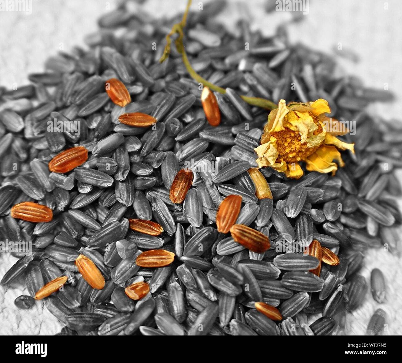 Rice flower hi-res stock photography and images - Alamy