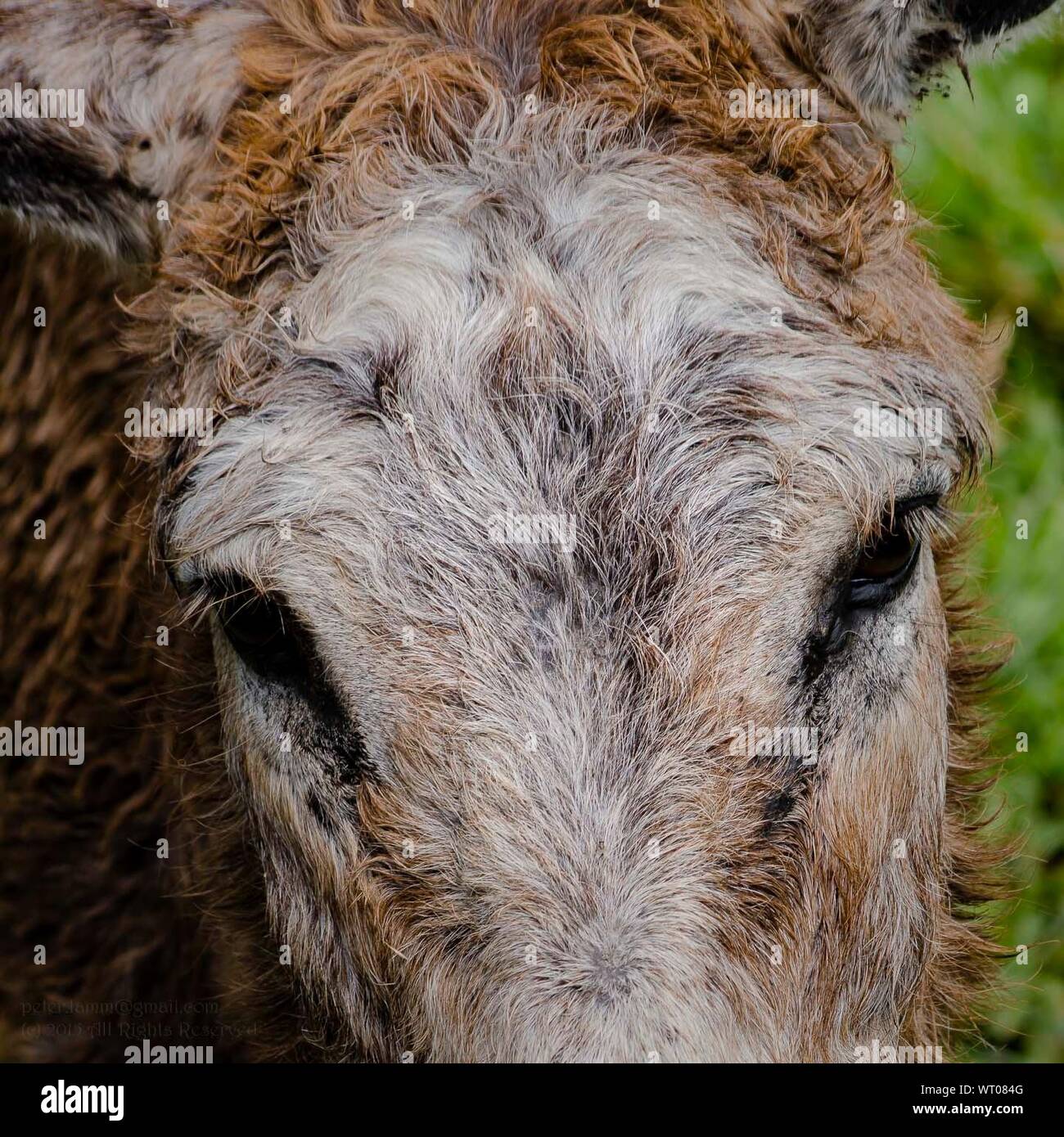 Burro mammal hi-res stock photography and images - Alamy
