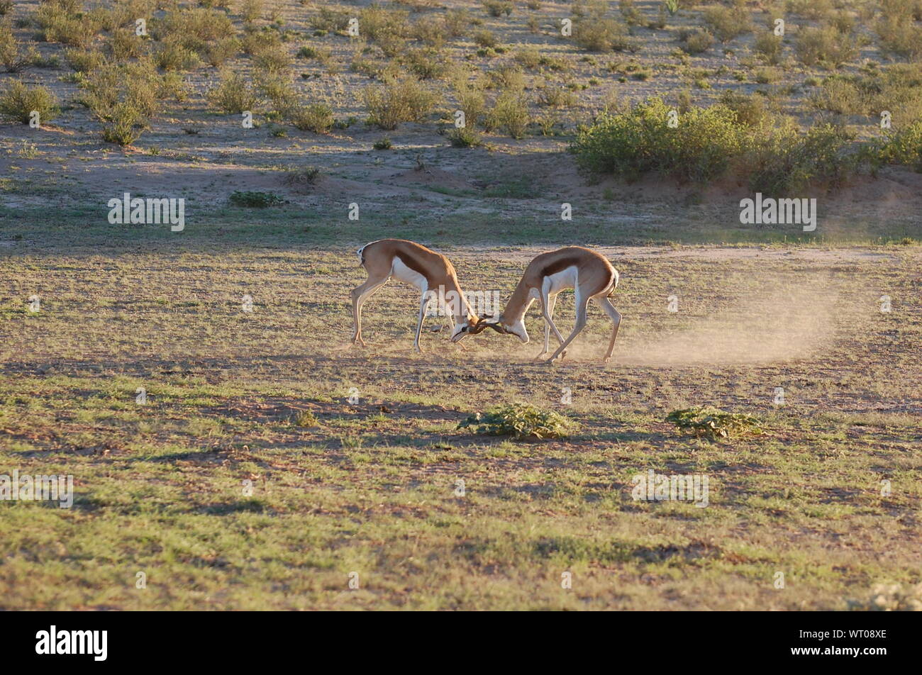 Gazelle fighting hi-res stock photography and images - Alamy