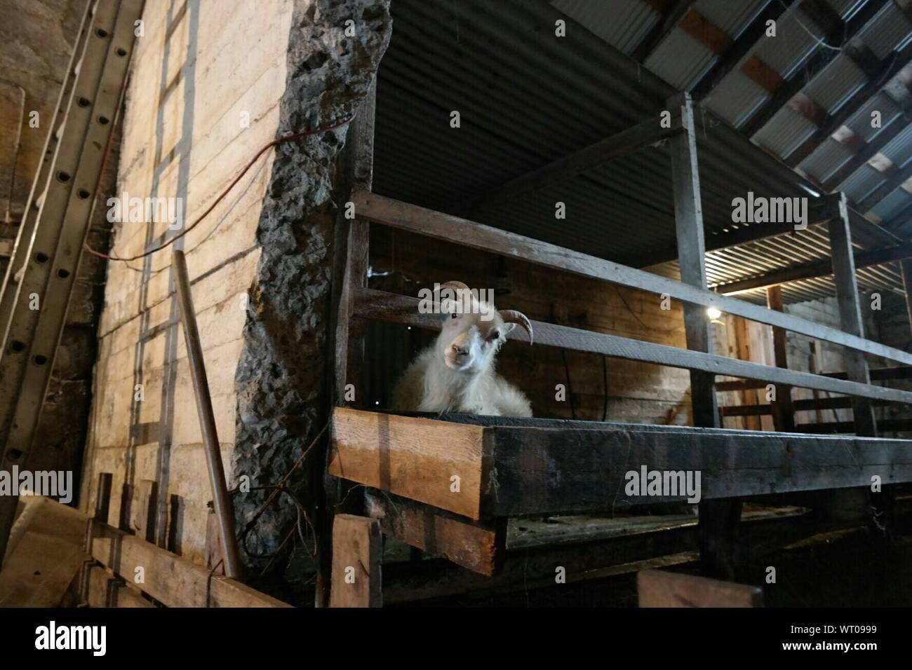 Goat pen hi-res stock photography and images - Alamy