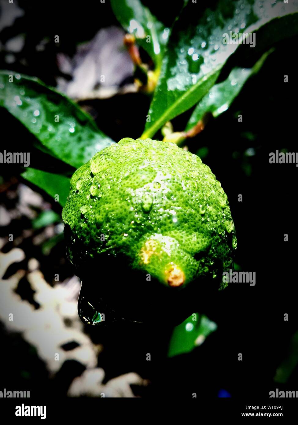 Droplet on fruit hi-res stock photography and images - Alamy