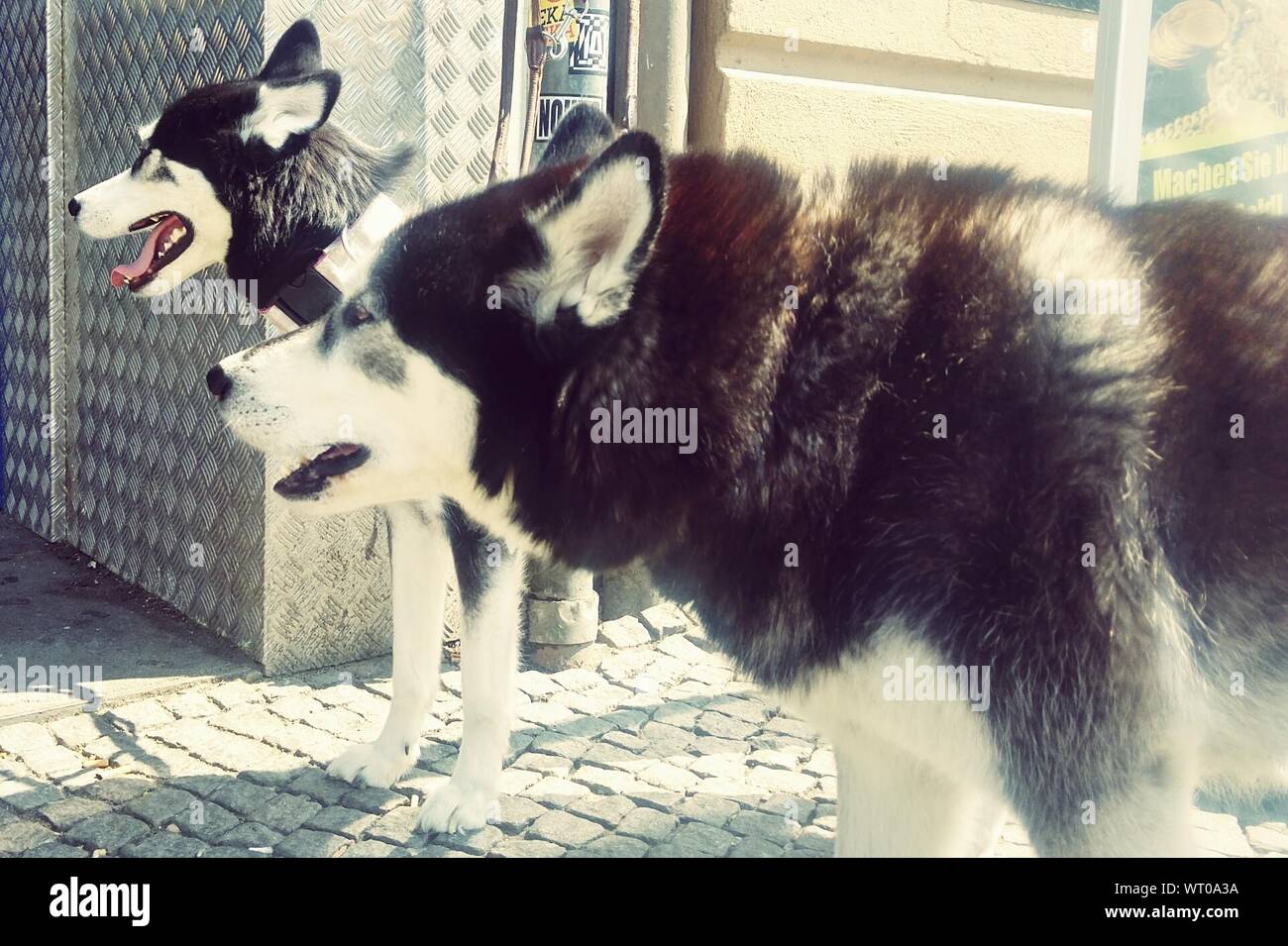 Two huskies hi-res stock photography and images - Alamy