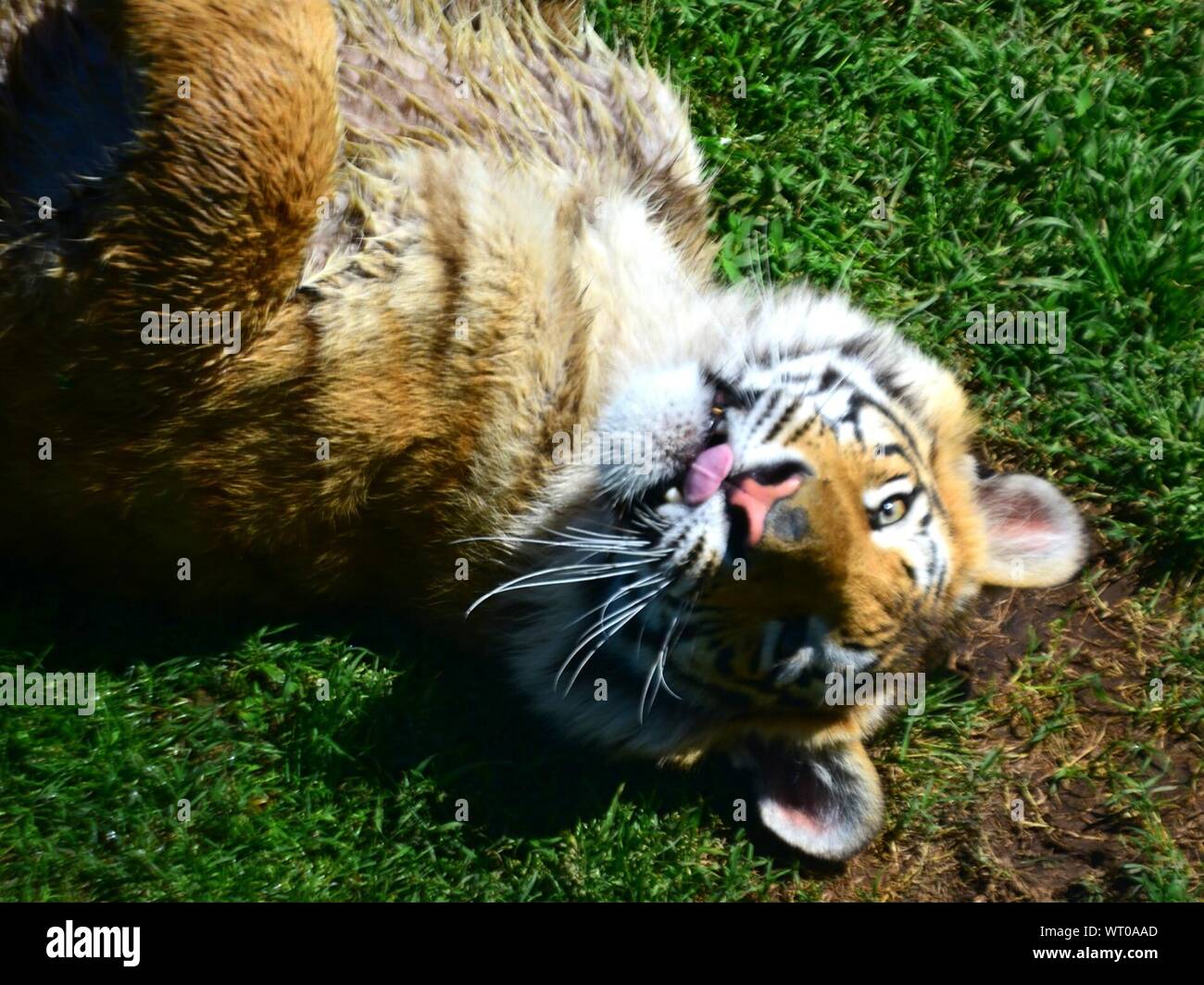 Tiger lying on back on hi-res stock photography and images - Alamy