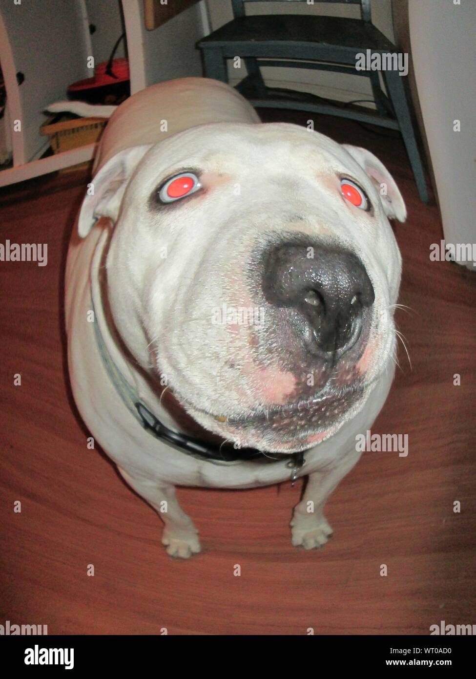 Fish eye lens dog hi-res stock photography and images - Alamy