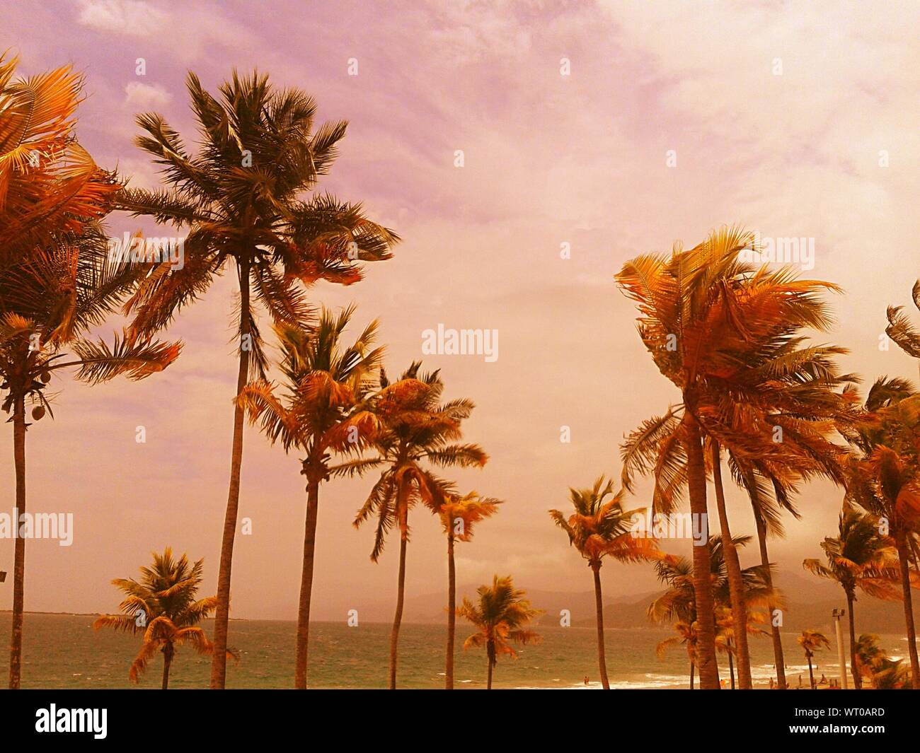Palm tree venezuela hi-res stock photography and images - Alamy