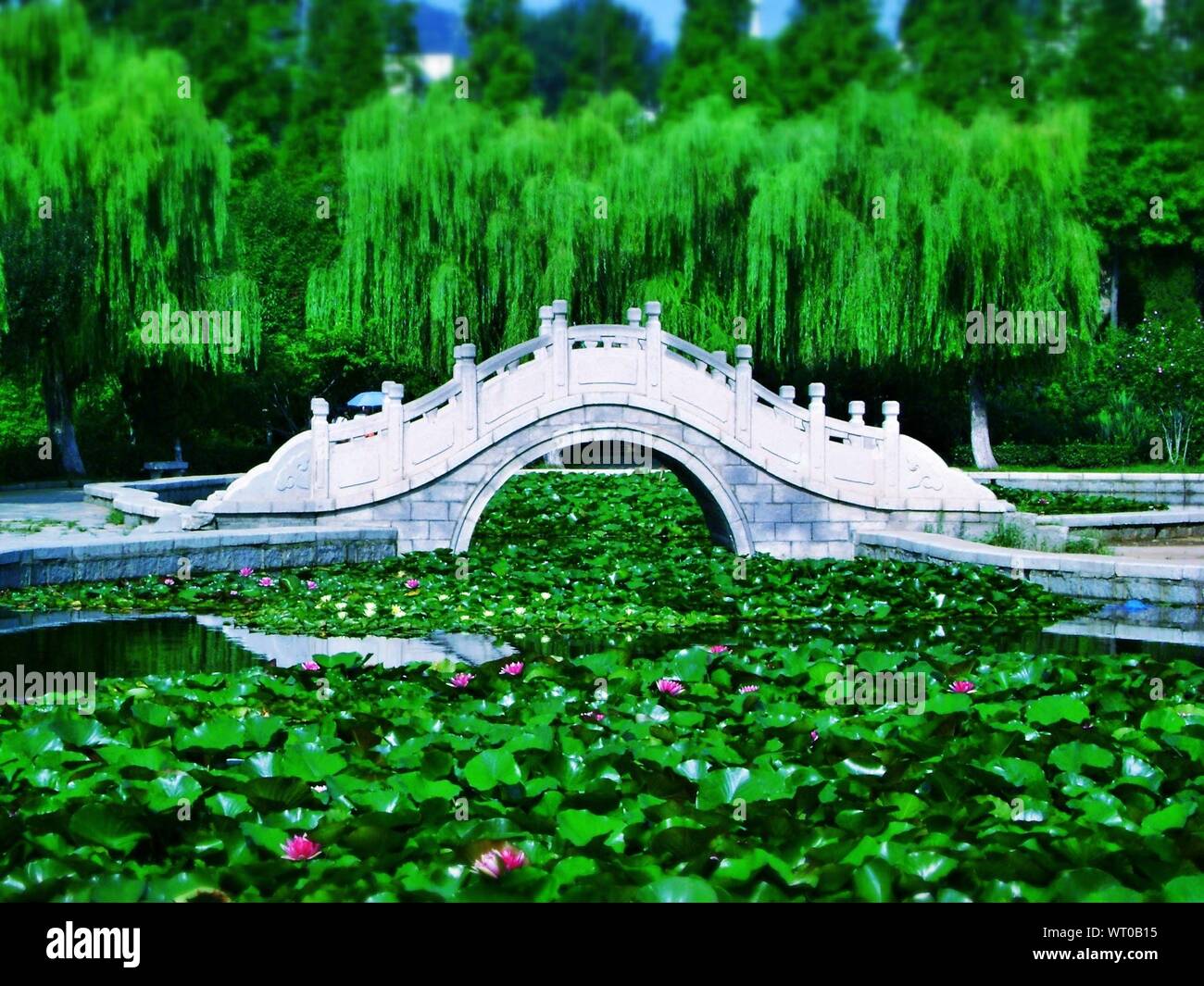 Bridge over the lily pond hi-res stock photography and images - Alamy