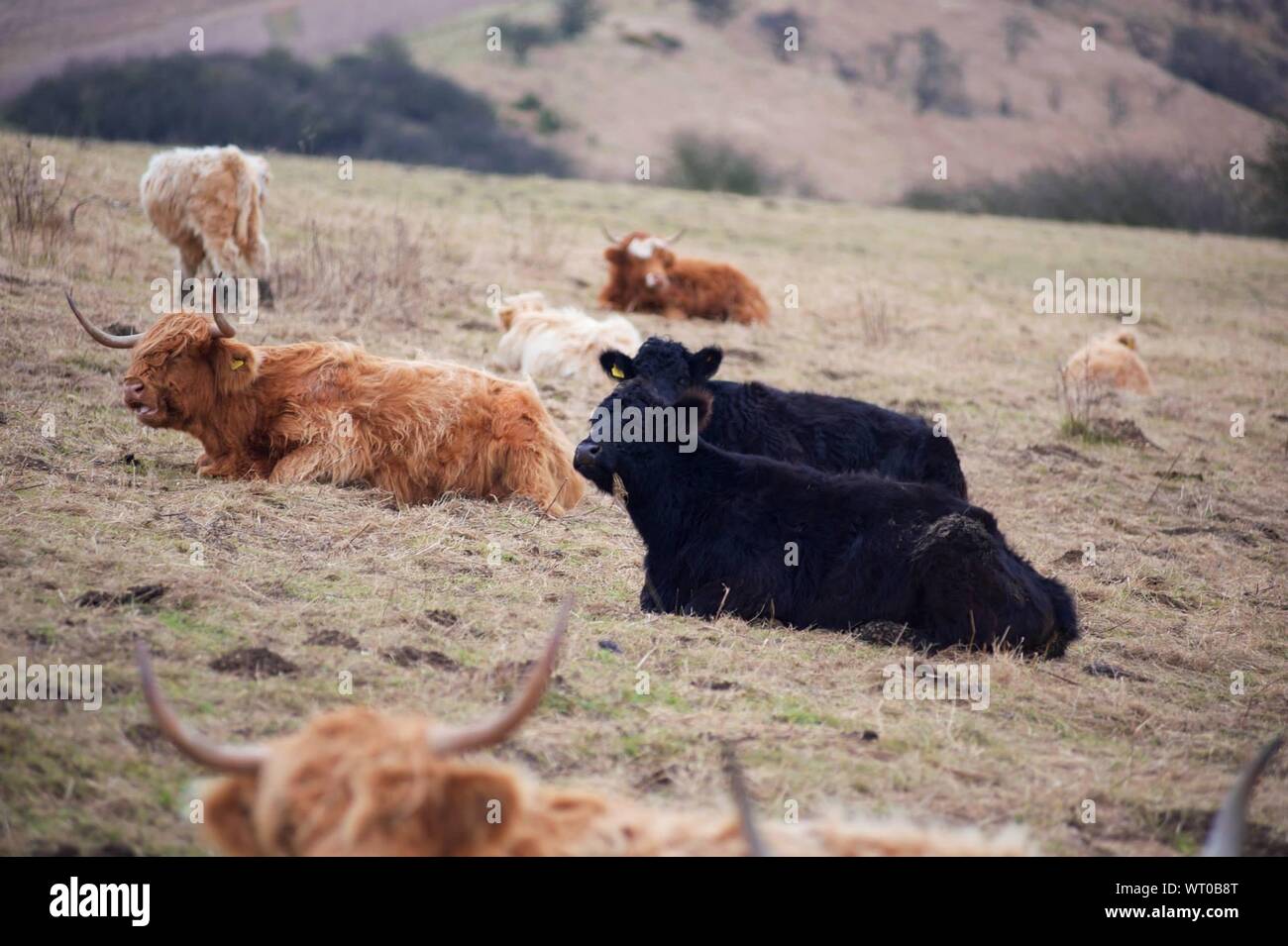 Relaxing landscape hi-res stock photography and images - Alamy