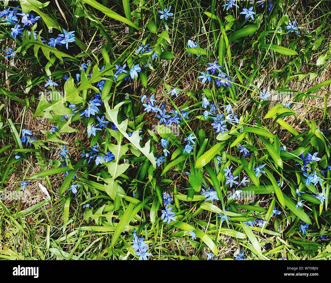 Low growing foliage plant hi-res stock photography and images - Alamy