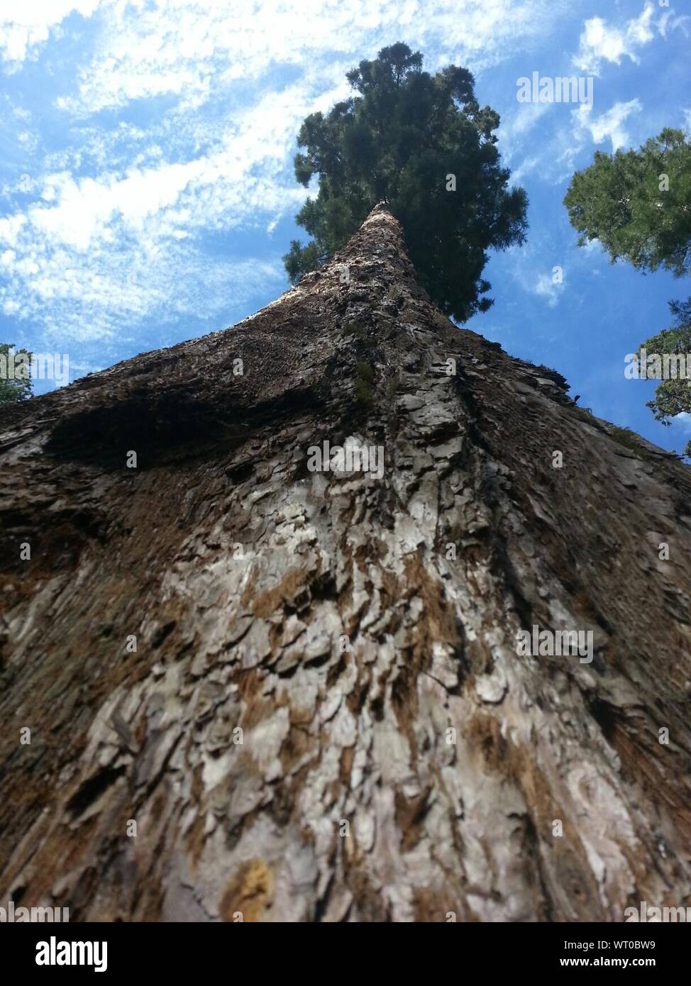 Evergreen tall tree hi-res stock photography and images - Alamy