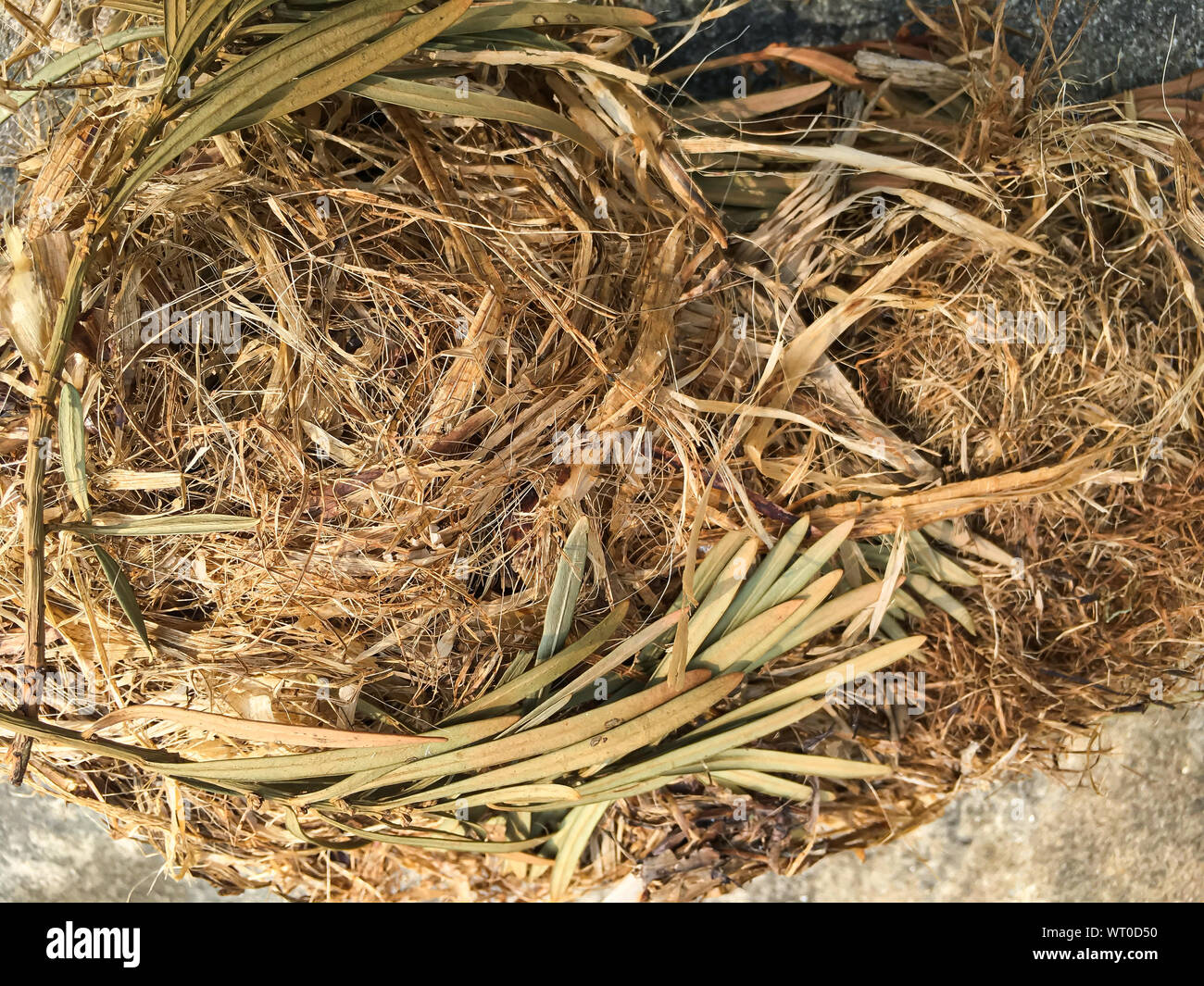 Squirrels' nest fallen on cement ground Stock Photo - Alamy