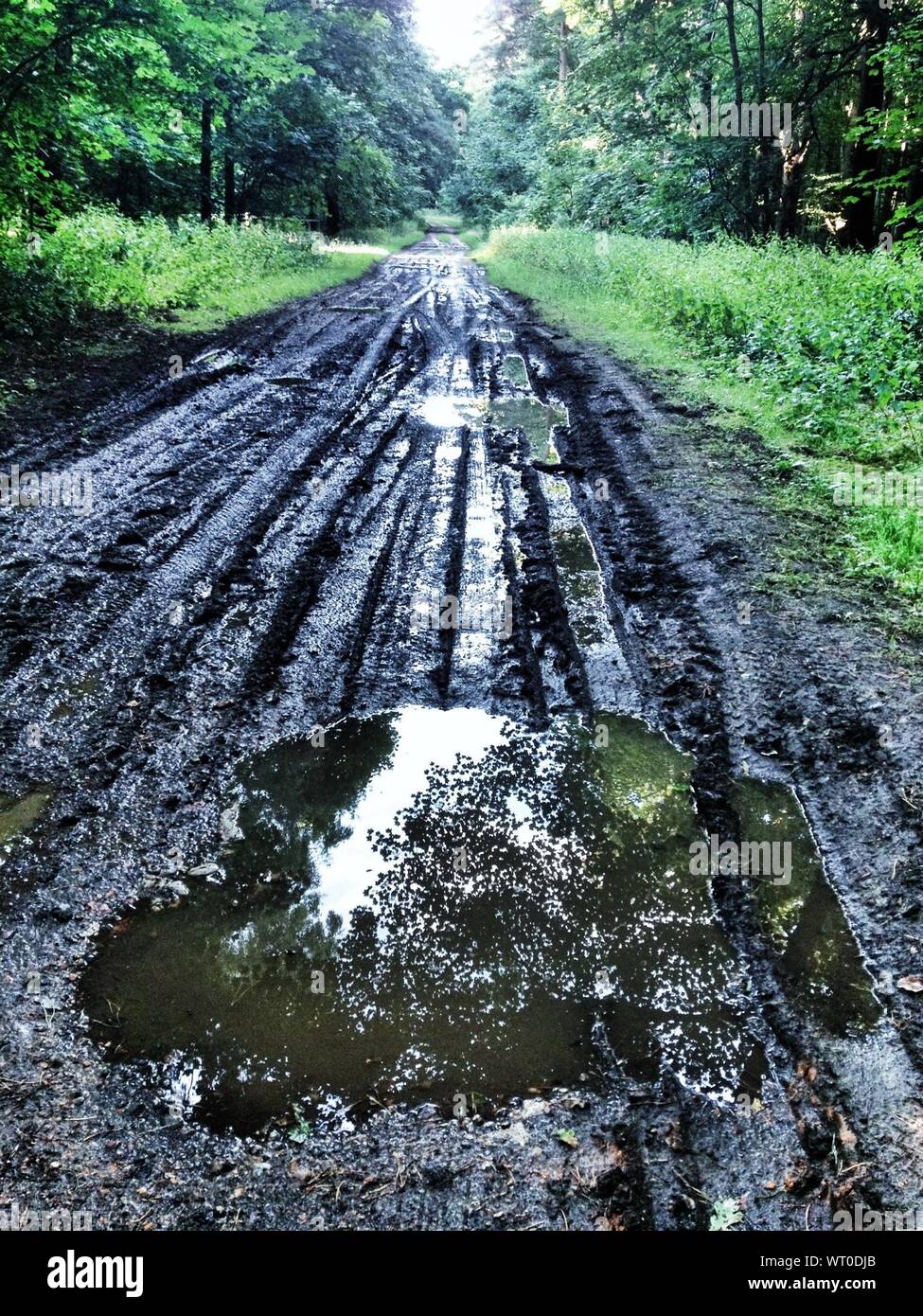 Mud forest hi-res stock photography and images - Alamy