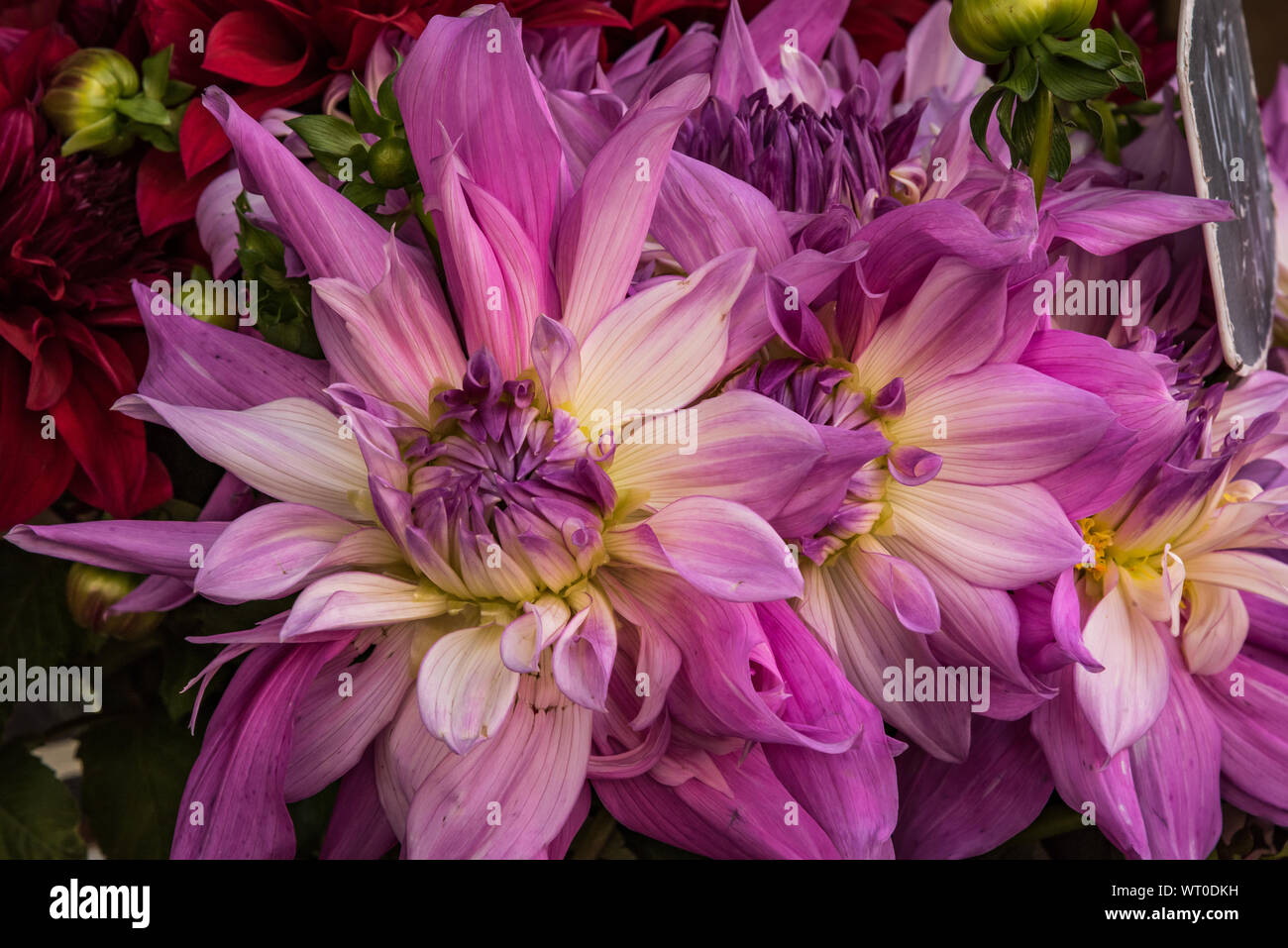 Fresh flowers at market hi-res stock photography and images - Alamy