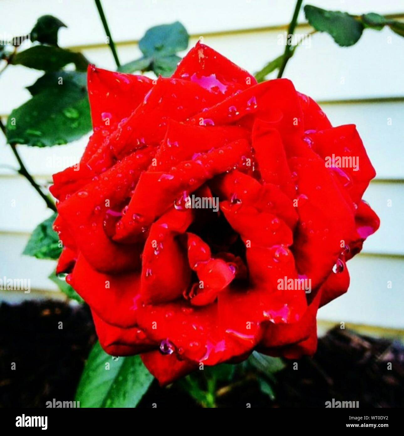 Red rose with dew drops hi-res stock photography and images - Alamy