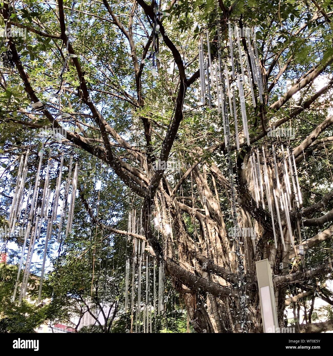 Low Hanging Branches High Resolution Stock Photography and Images - Alamy