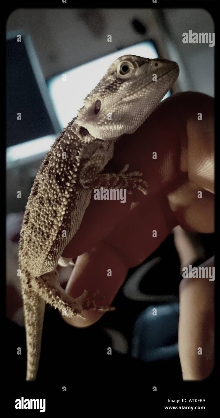 Little lizard hi-res stock photography and images - Alamy