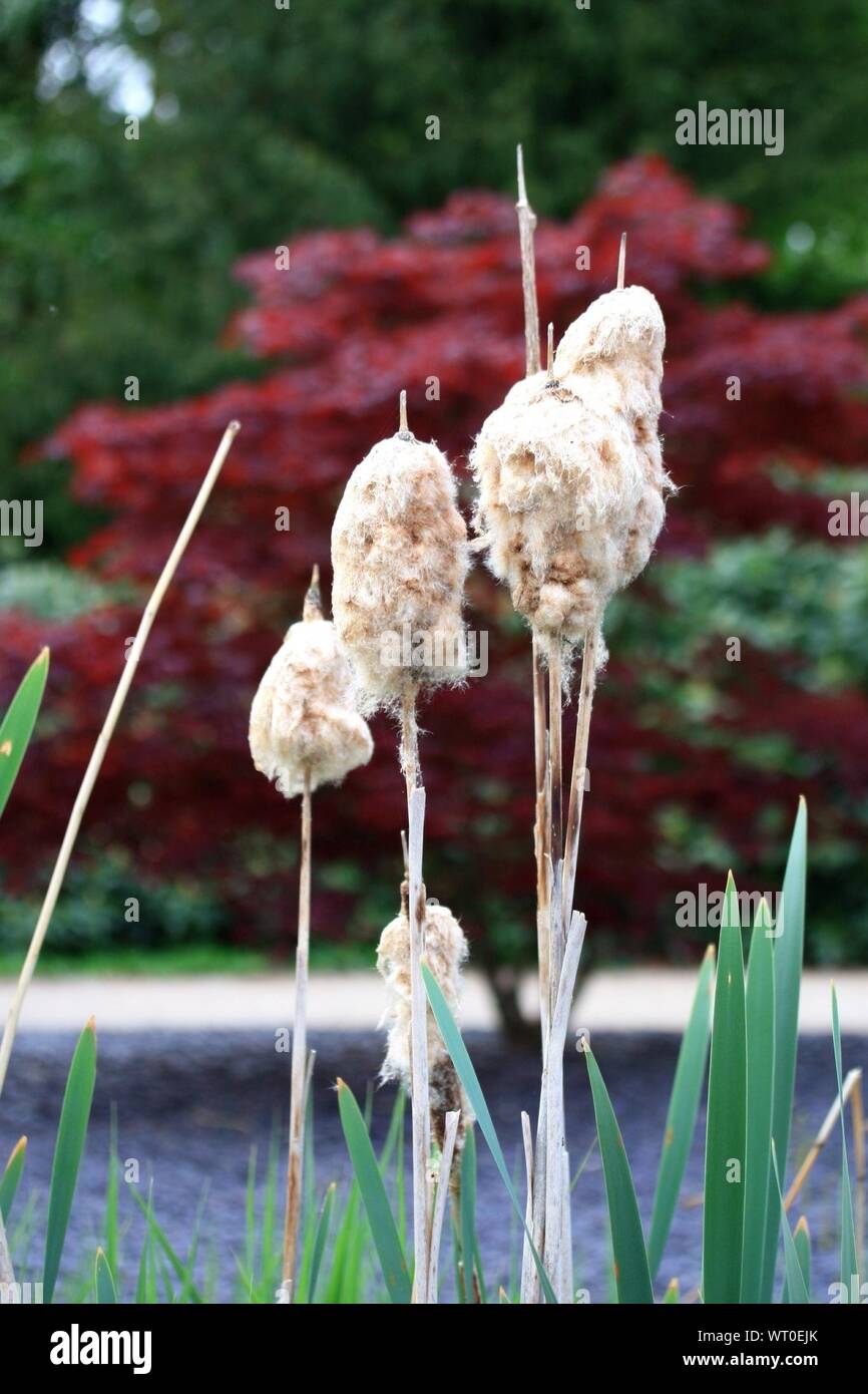 Cattail growing hi-res stock photography and images - Alamy