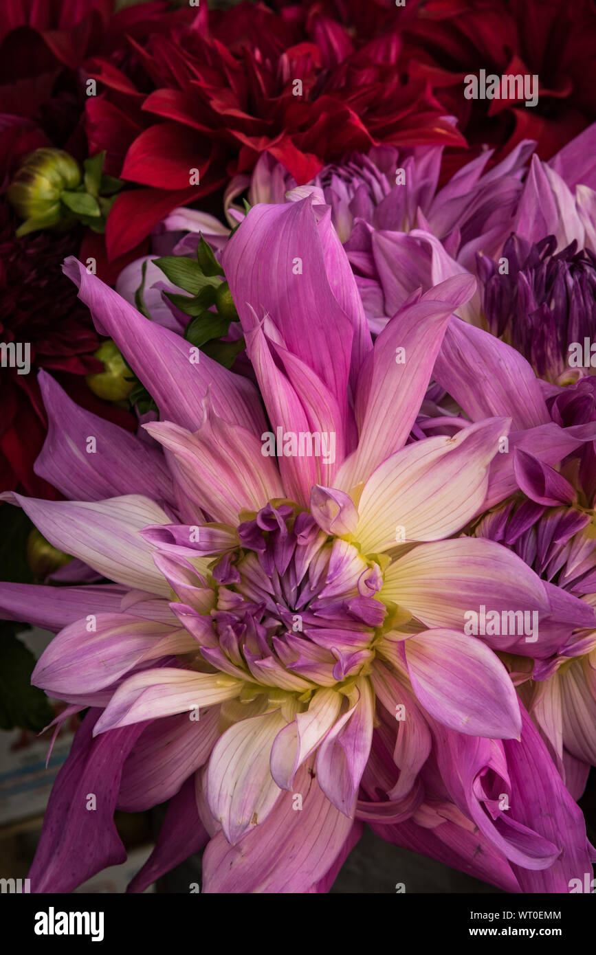 Fresh flowers at market hi-res stock photography and images - Alamy