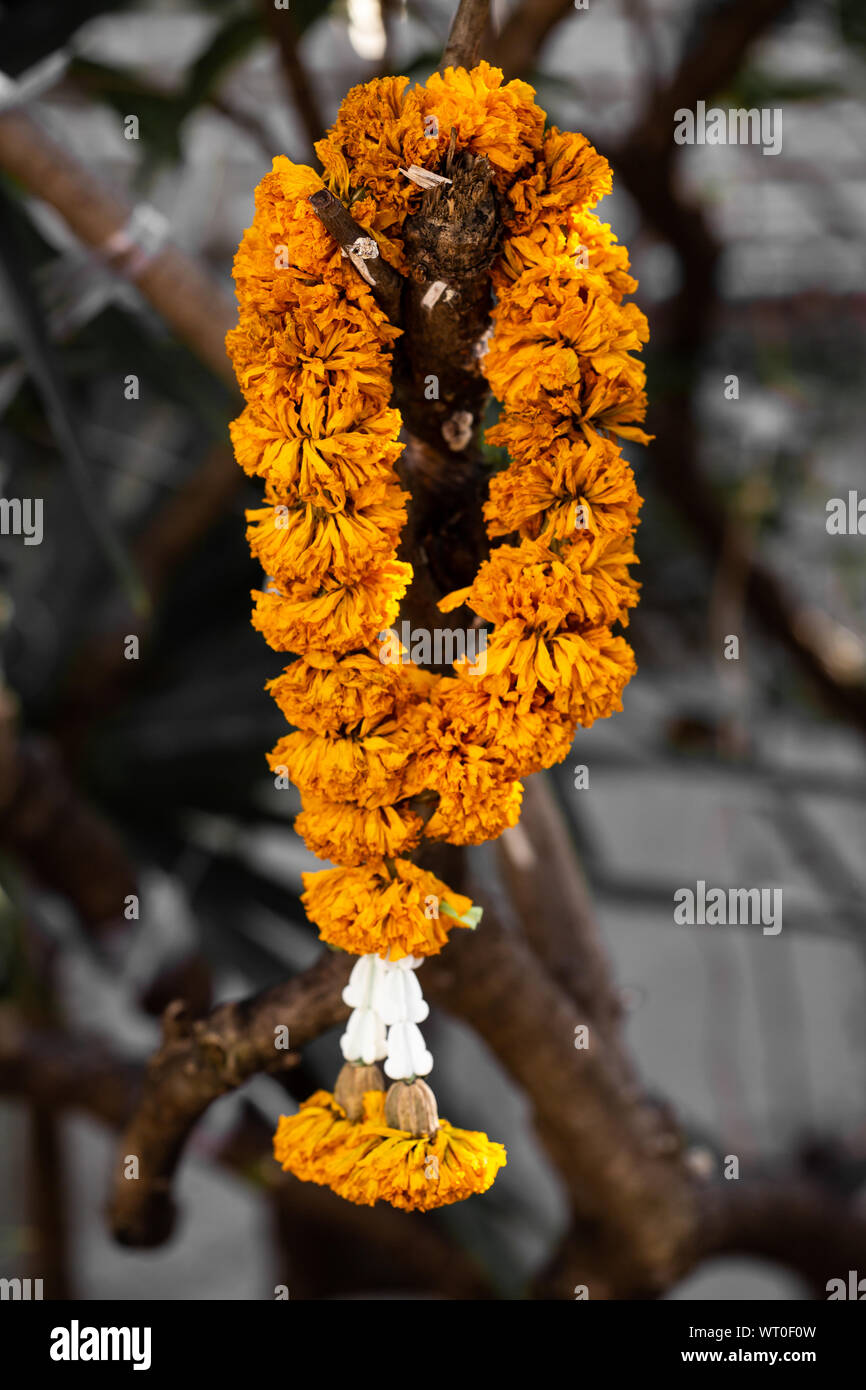 Marigold flower garland hi-res stock photography and images - Alamy