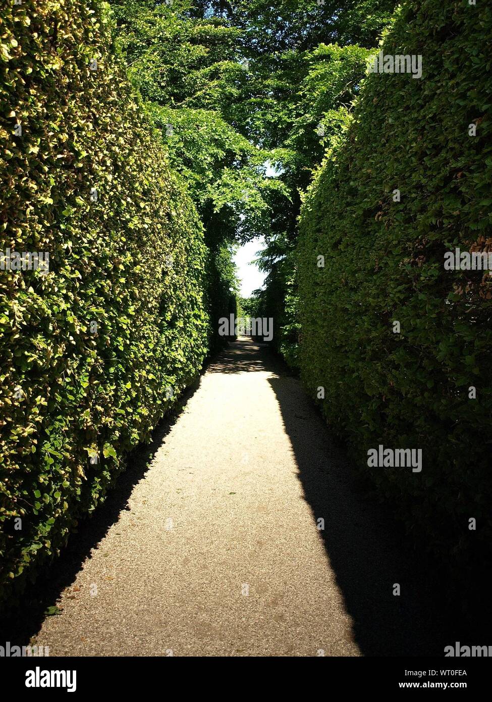 Straight plants hi-res stock photography and images - Alamy