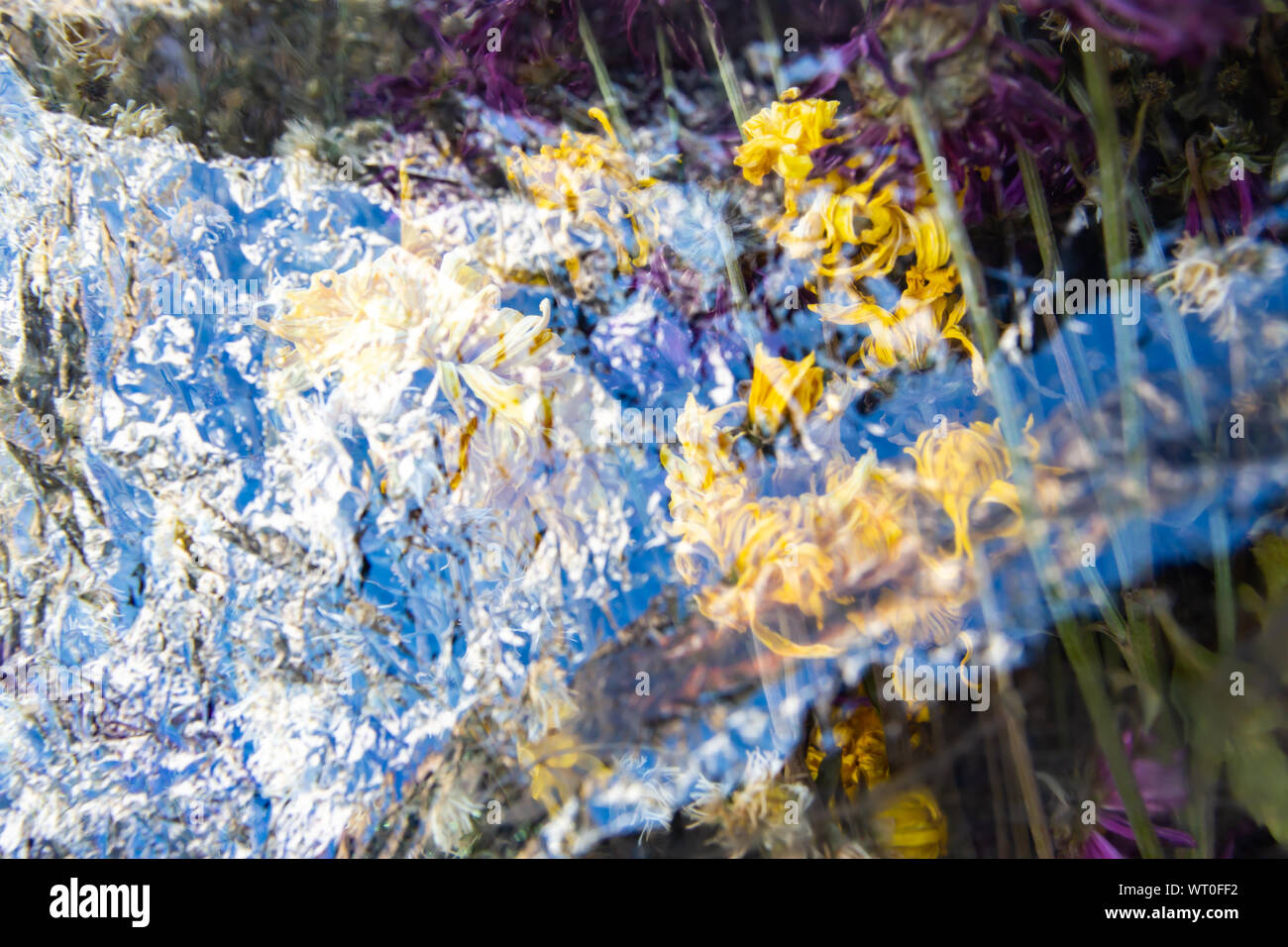 Flowers waste garbage hi-res stock photography and images - Alamy