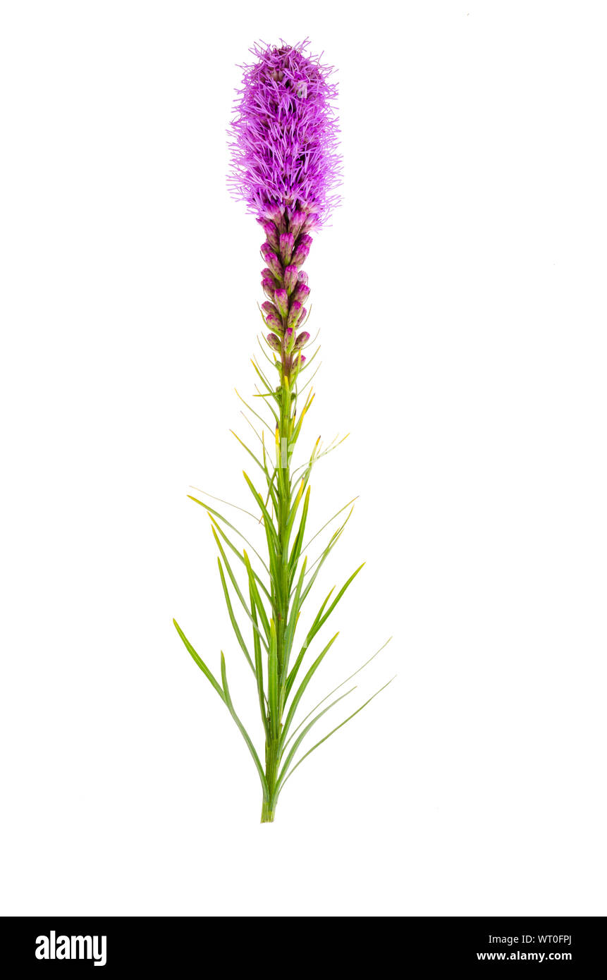 Liatris flower Cut Out Stock Images & Pictures - Alamy