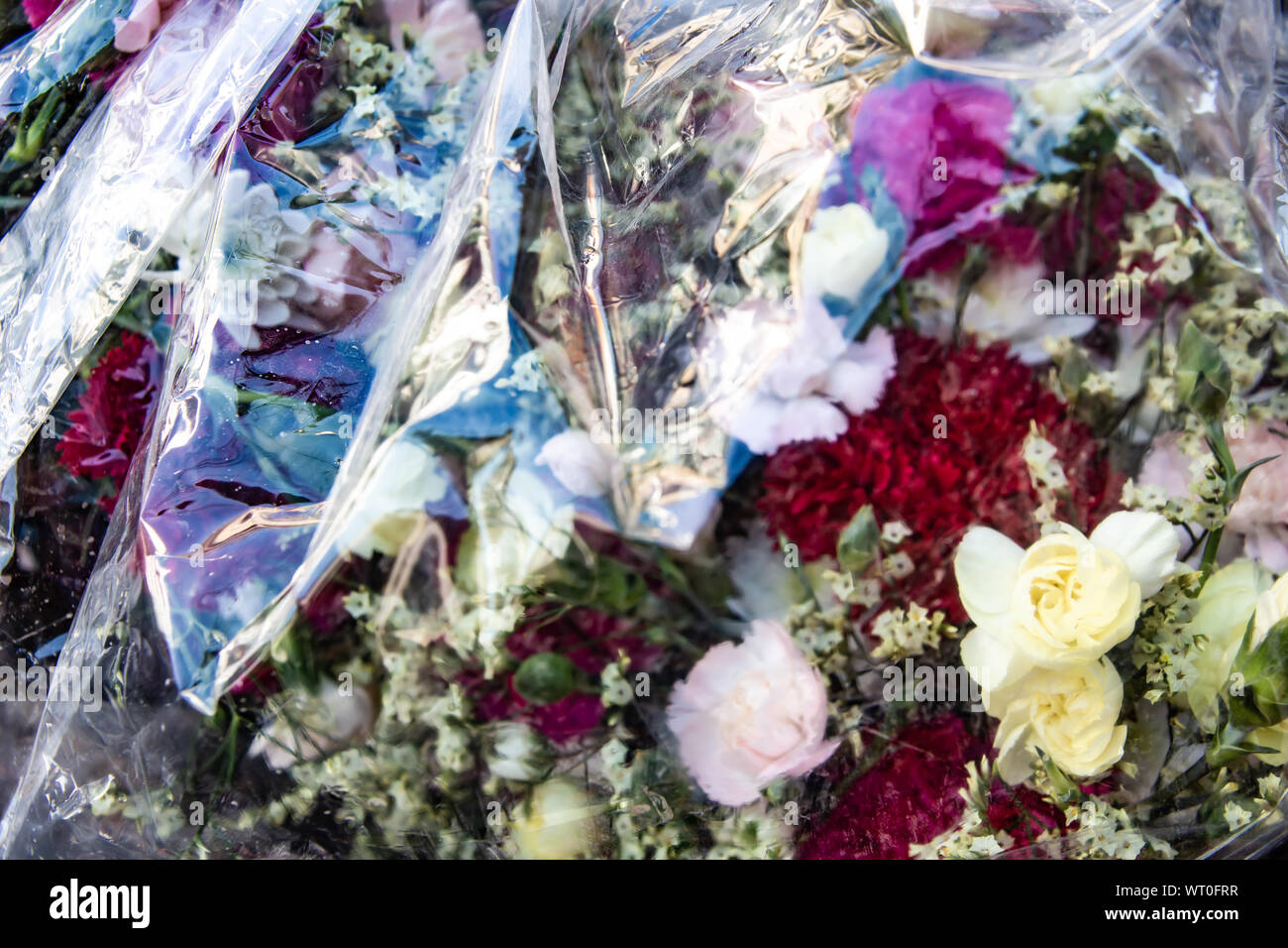 Carnation Flowers, Gypso flowers in plastic bag, Waste garbage, Flowers ...