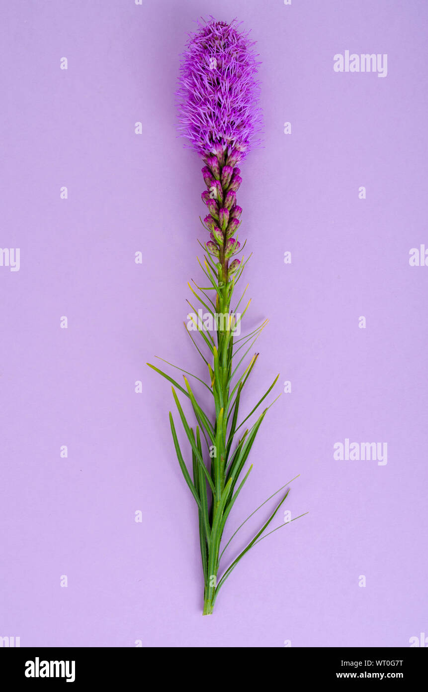 Flowering purple liatris plant hi-res stock photography and images - Alamy