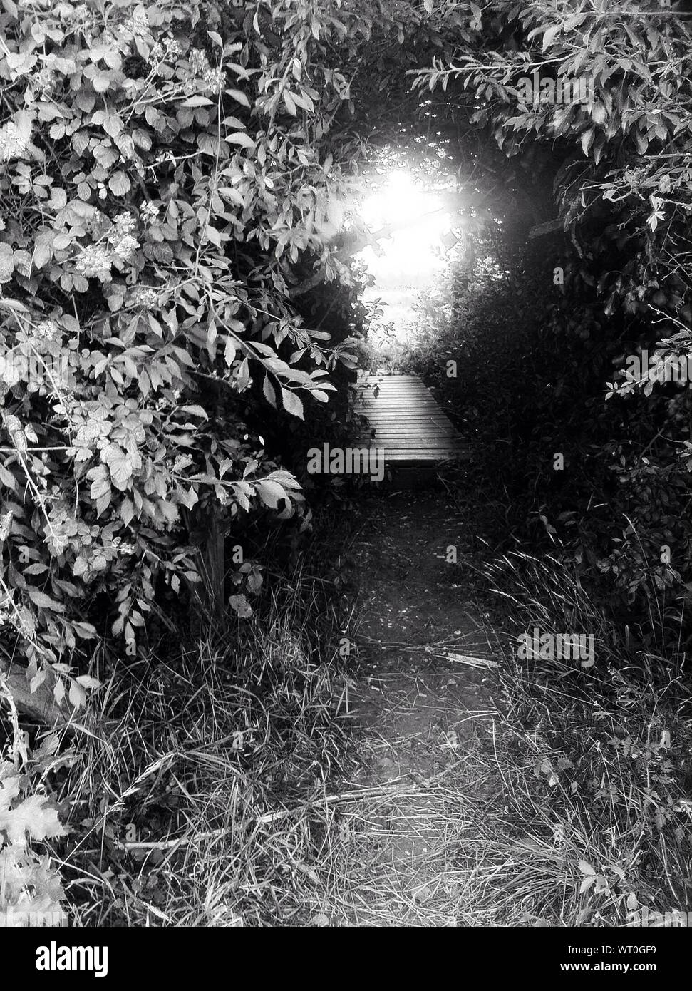 Hidden by bushes hi-res stock photography and images - Alamy