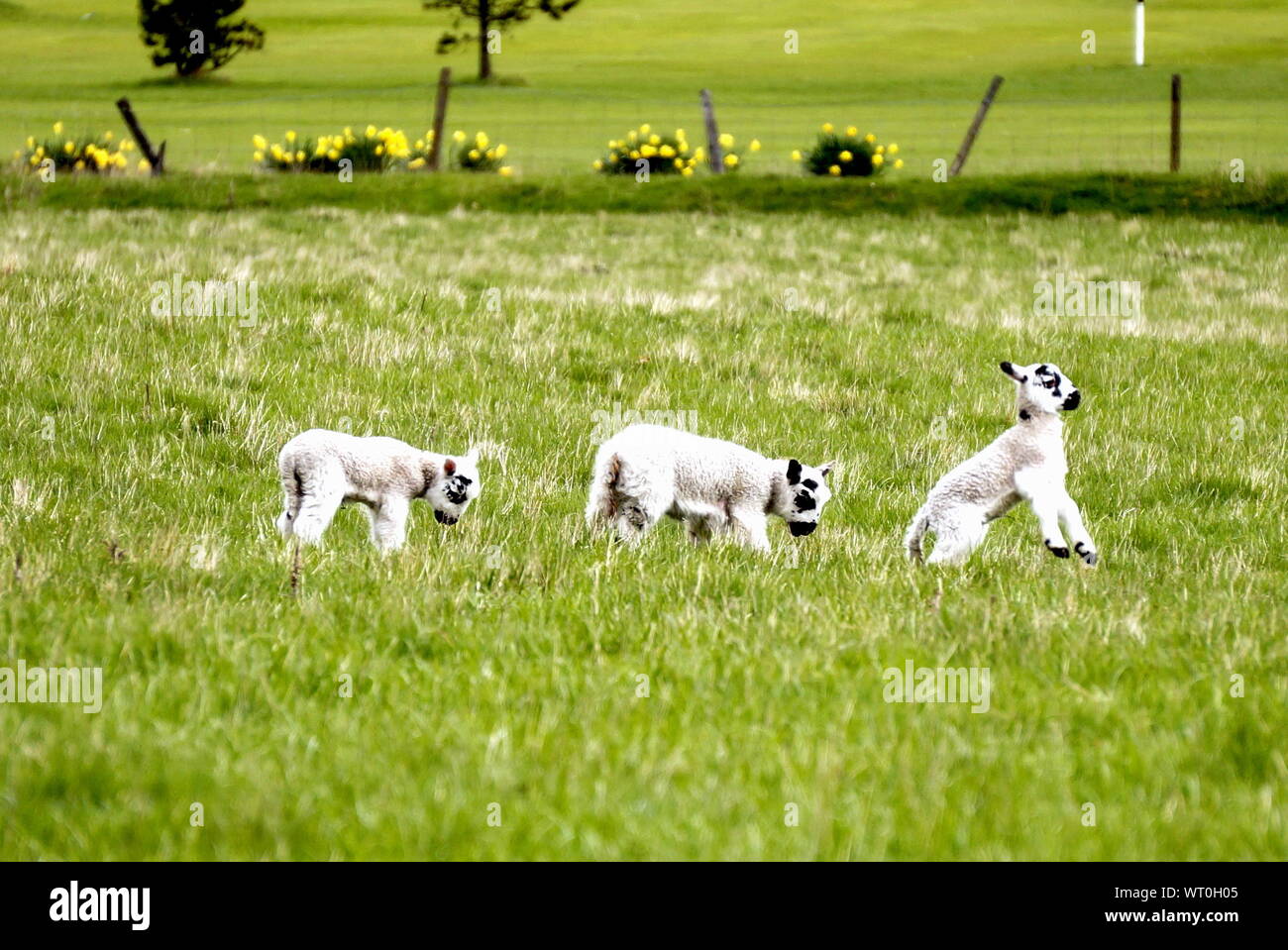 Sheep jumping in green field hi-res stock photography and images - Alamy