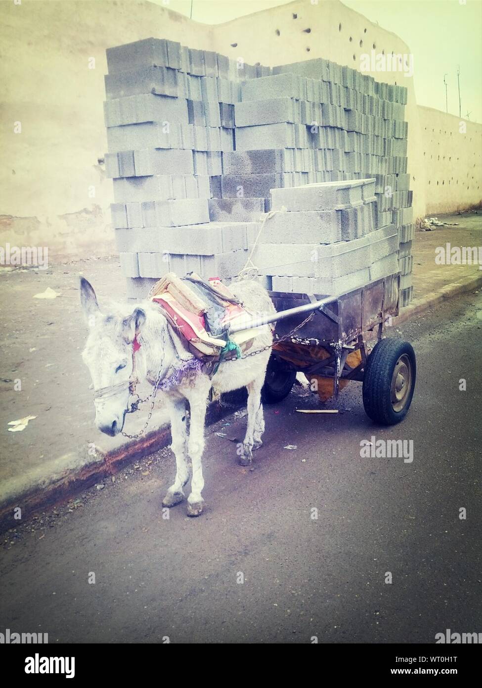 No donkey cart hi-res stock photography and images - Alamy