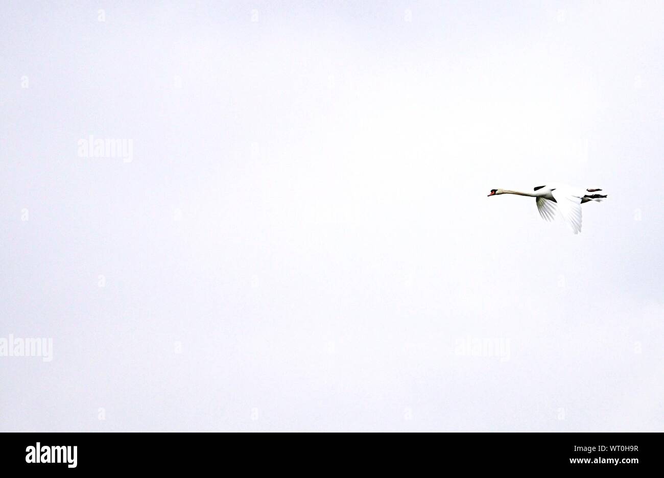 Swan Flying Low High Resolution Stock Photography and Images - Alamy