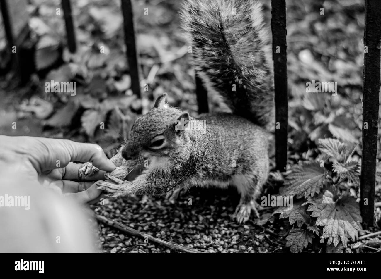Human feeding squirrel hi-res stock photography and images - Alamy