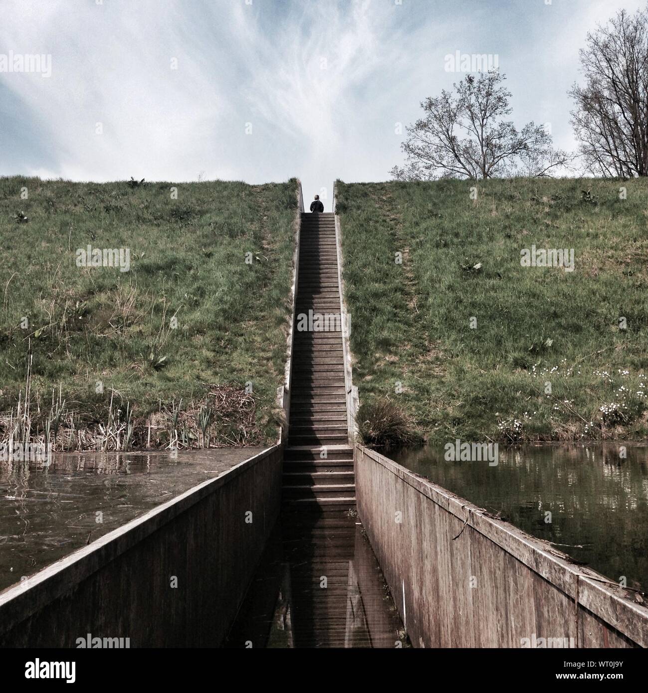 Moses tree hi-res stock photography and images - Alamy