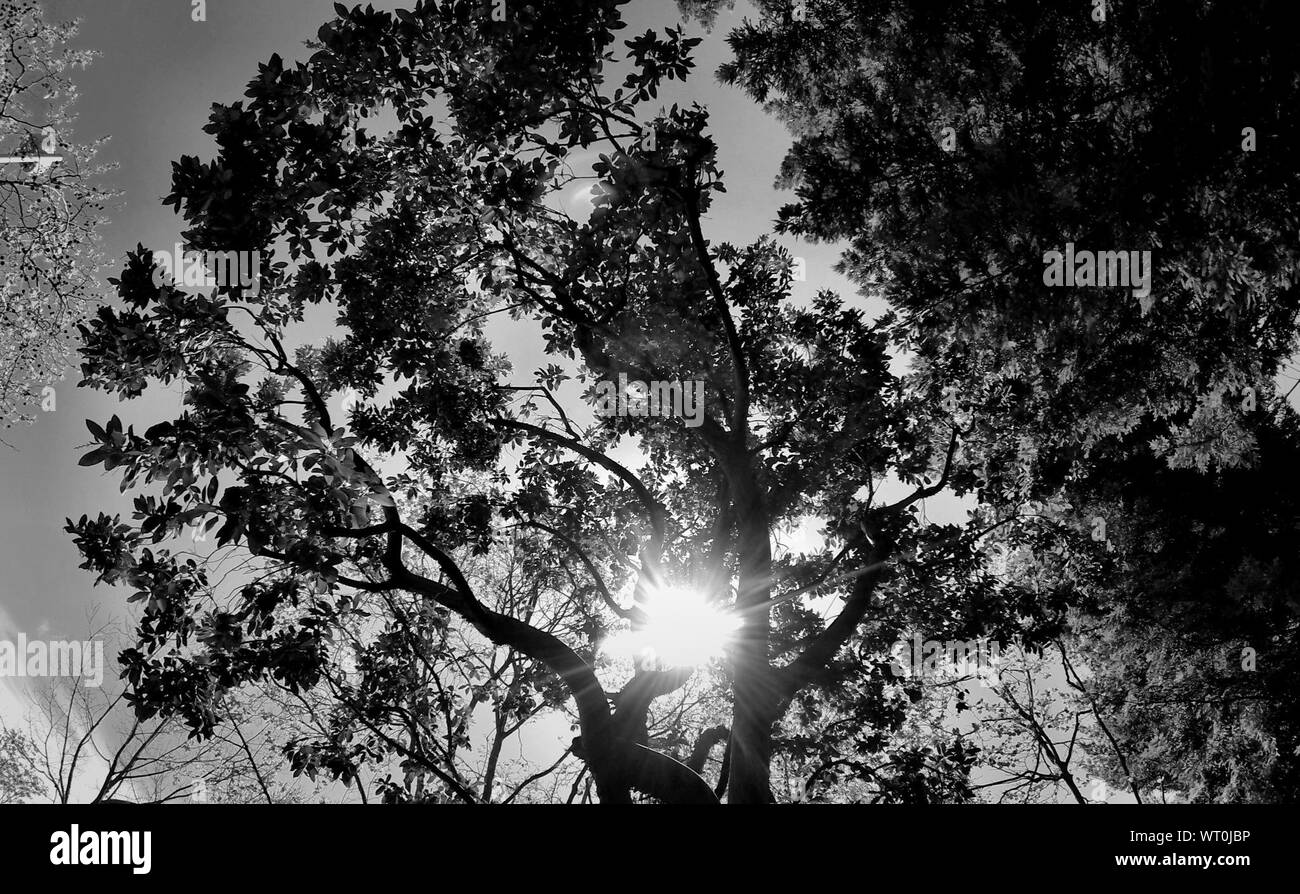 Sunlight branches hi-res stock photography and images - Alamy