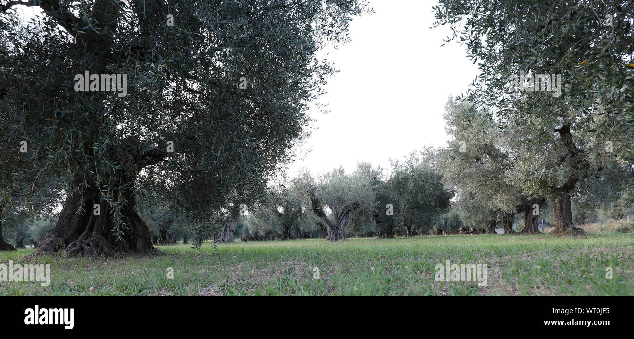 Italy, Tuscany region.Traditional plantation of olive trees Stock Photo ...