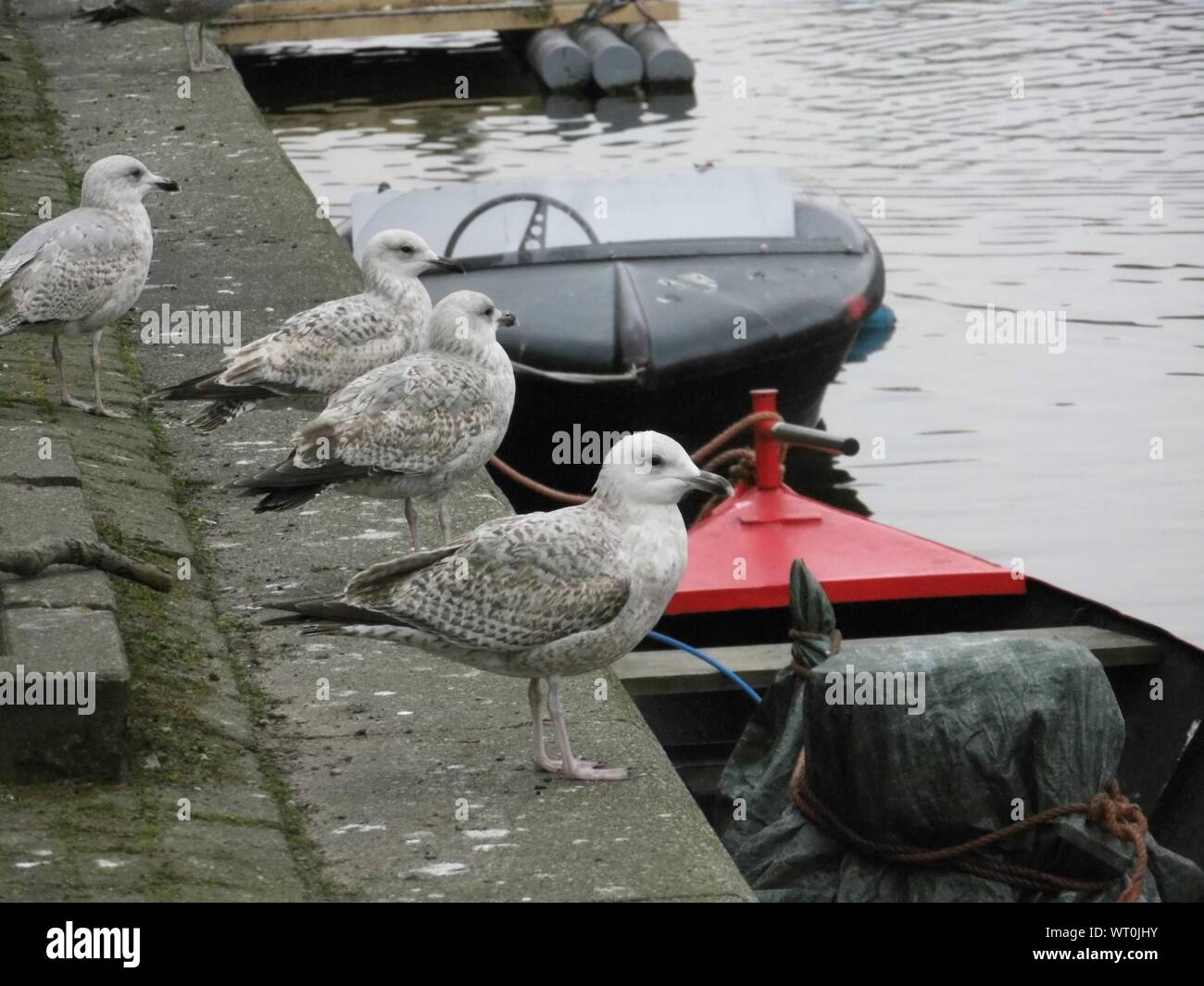 Seagull on a ledge hi-res stock photography and images - Alamy