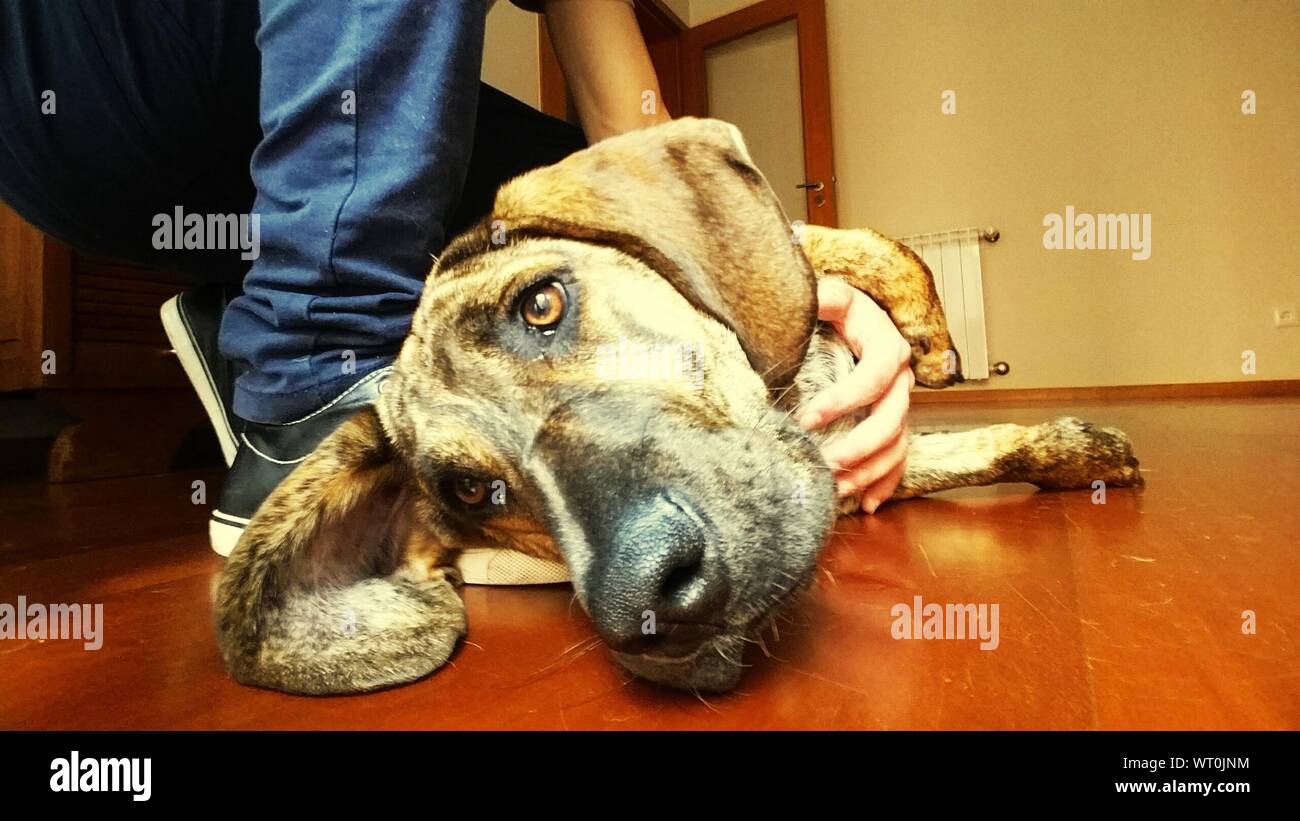 Dog with owner sad hi-res stock photography and images - Alamy