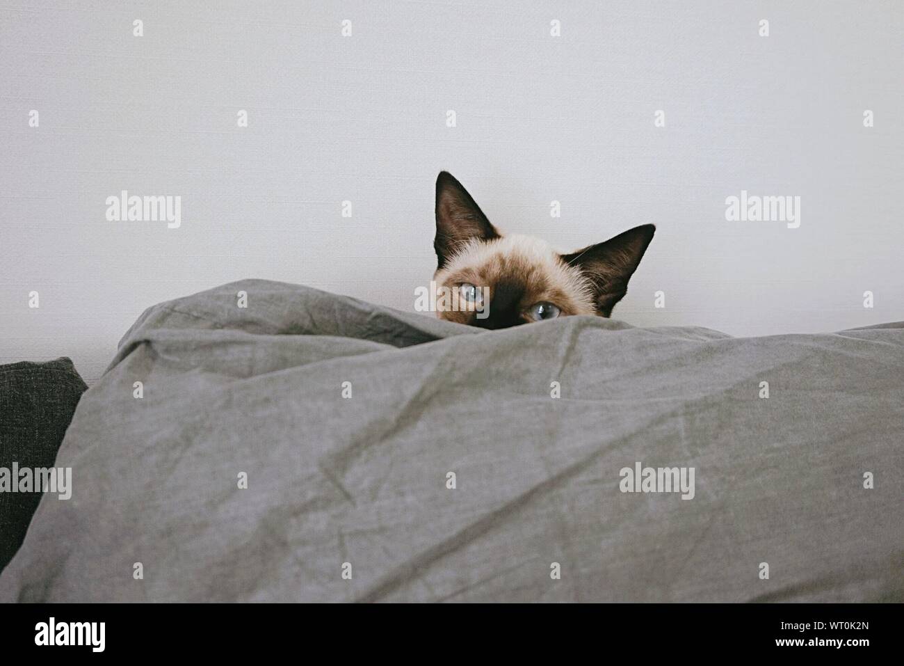 Hiding behind the sofa hi-res stock photography and images - Alamy