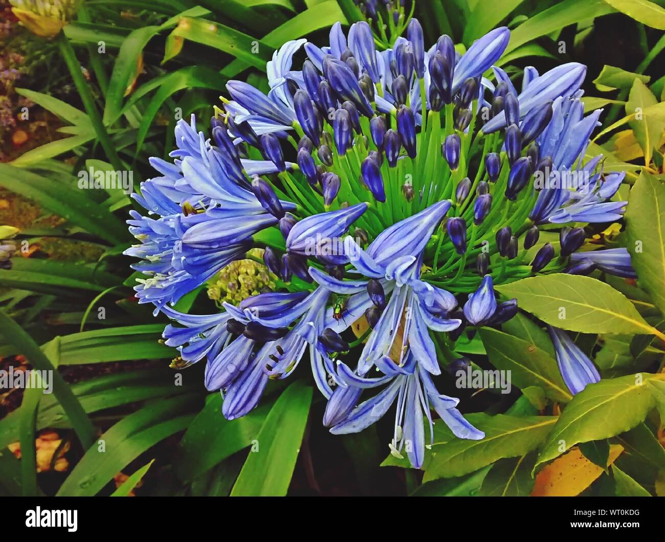 Agapanthus field hi-res stock photography and images - Alamy