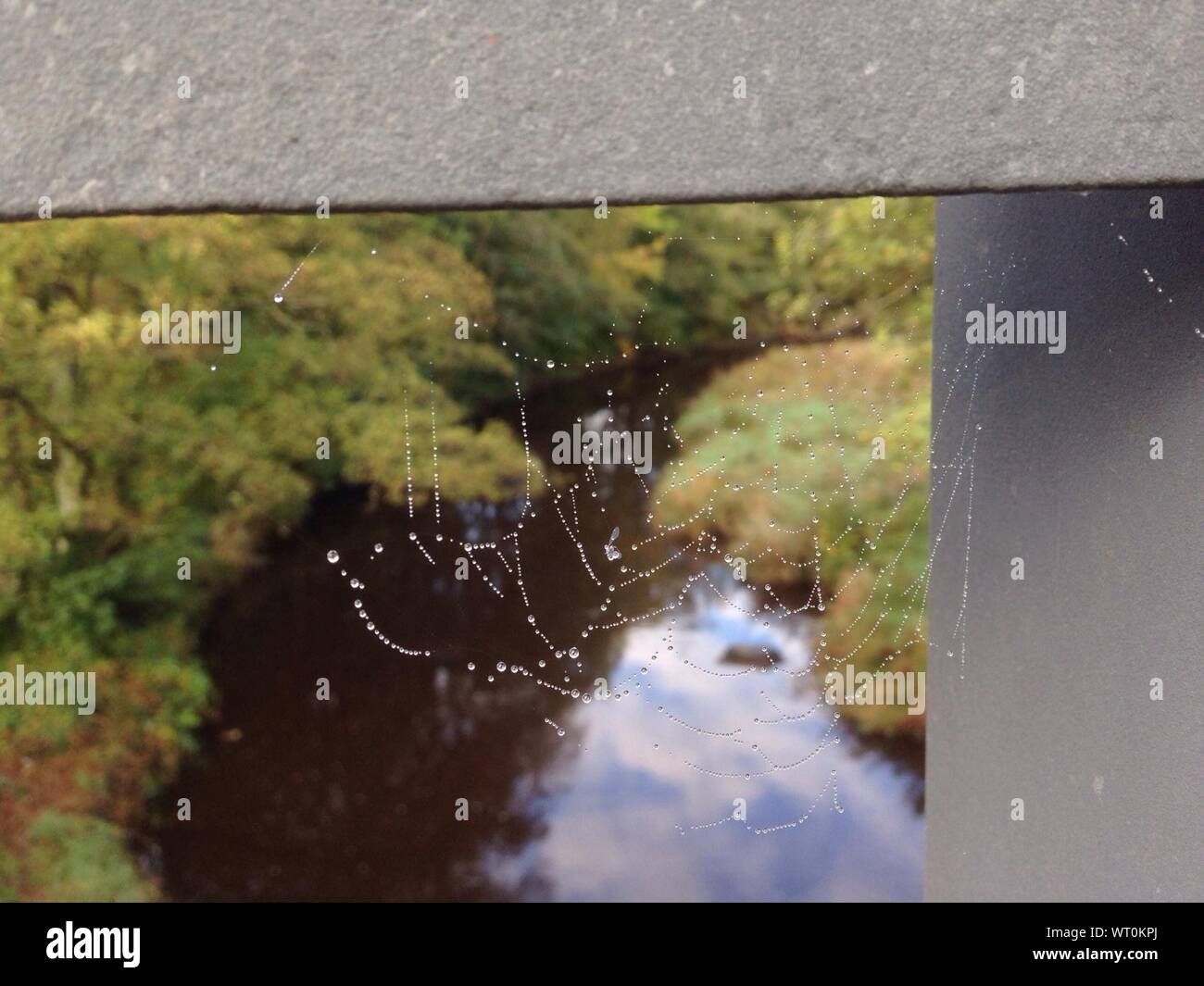 Spider on spider net hi-res stock photography and images - Alamy