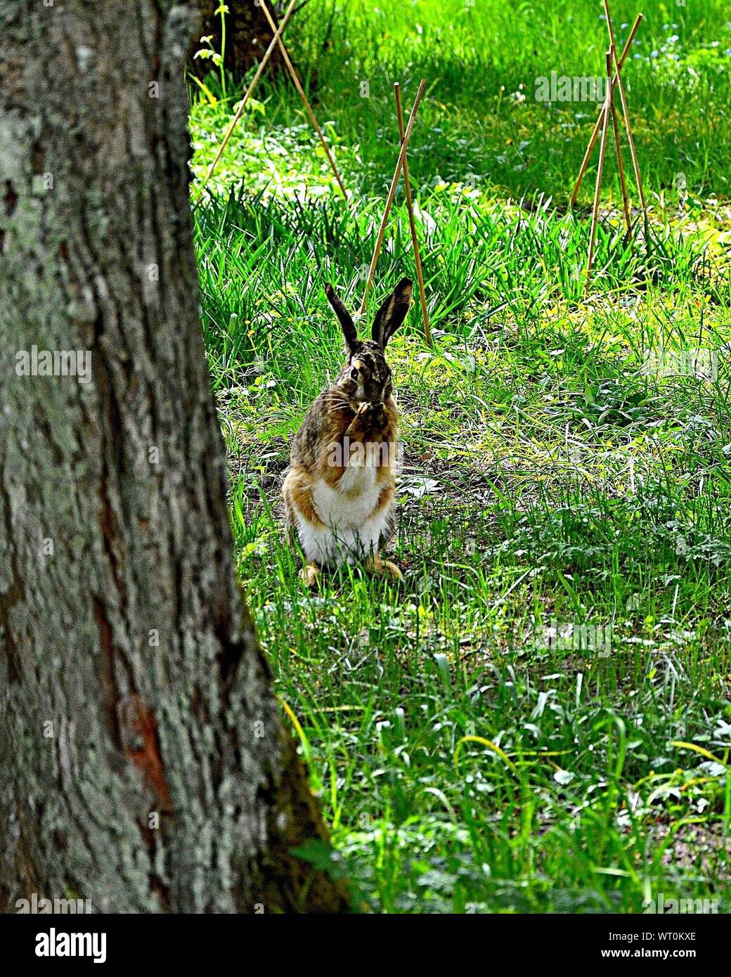 Hare Front View High Resolution Stock Photography and Images - Alamy