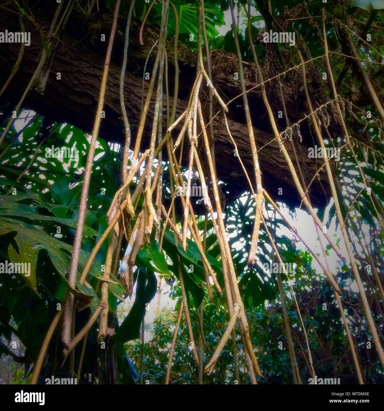 Hanging Roots High Resolution Stock Photography and Images - Alamy