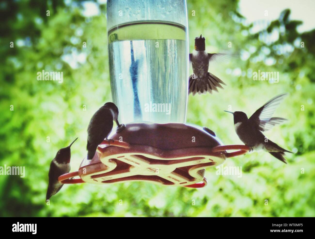 Hummingbird sweet bird hi-res stock photography and images - Alamy