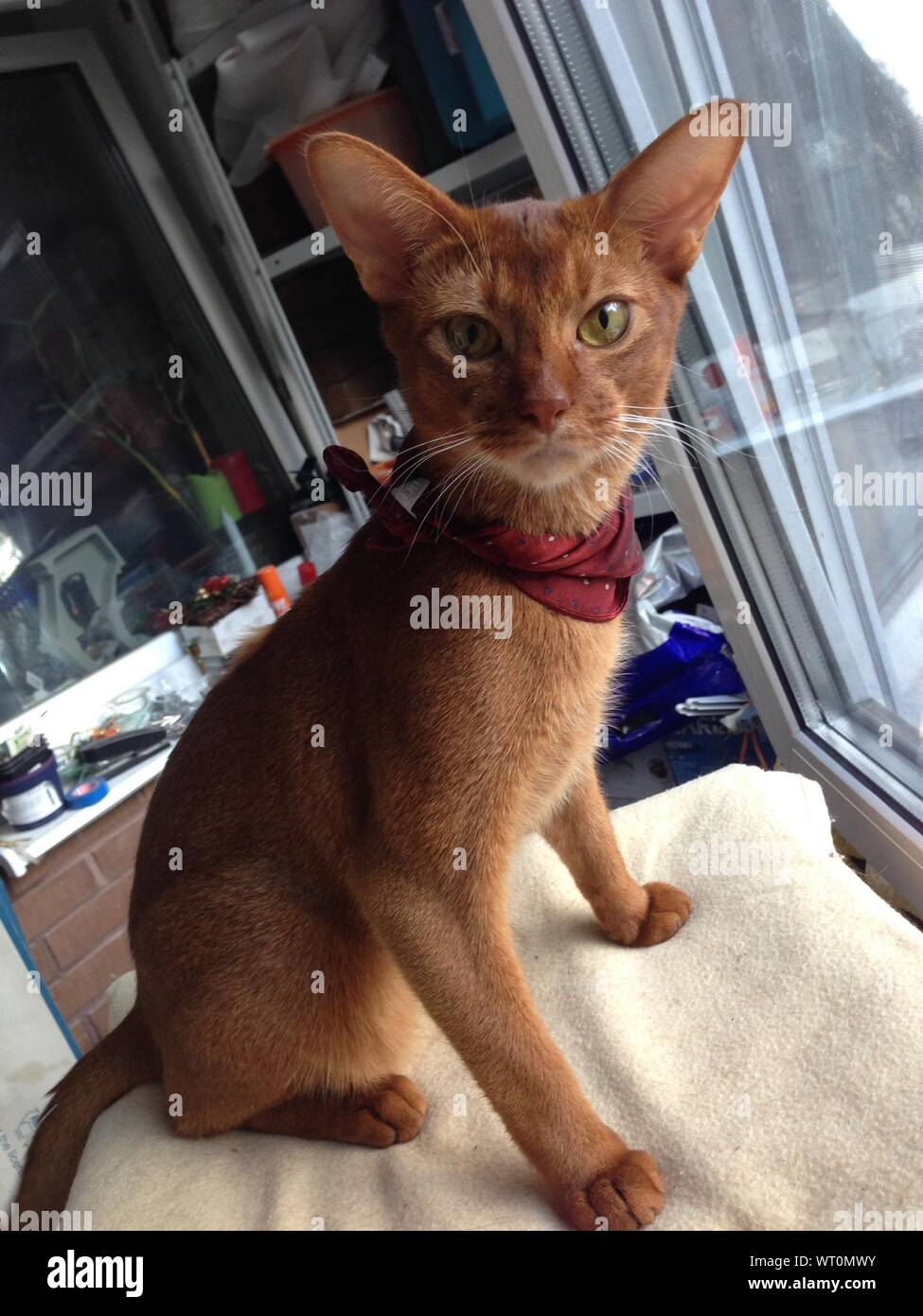 Pure breed hi-res stock photography and images - Alamy