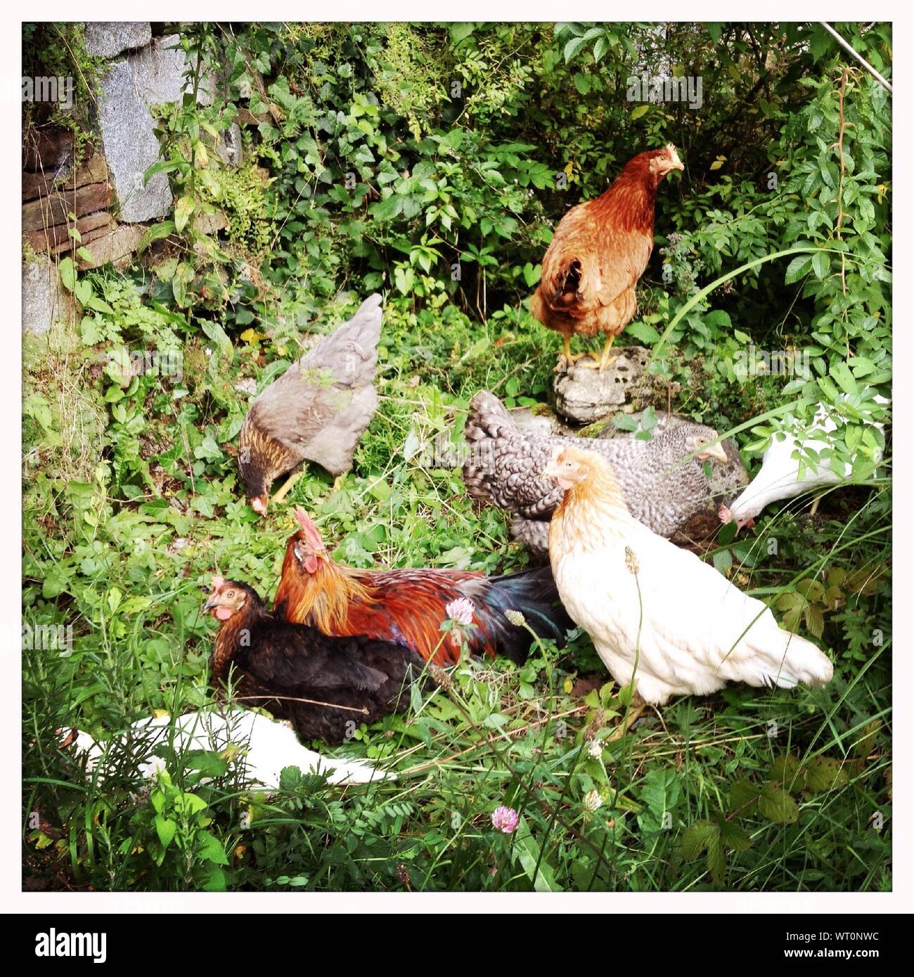 Cockerel and hens hi-res stock photography and images - Alamy