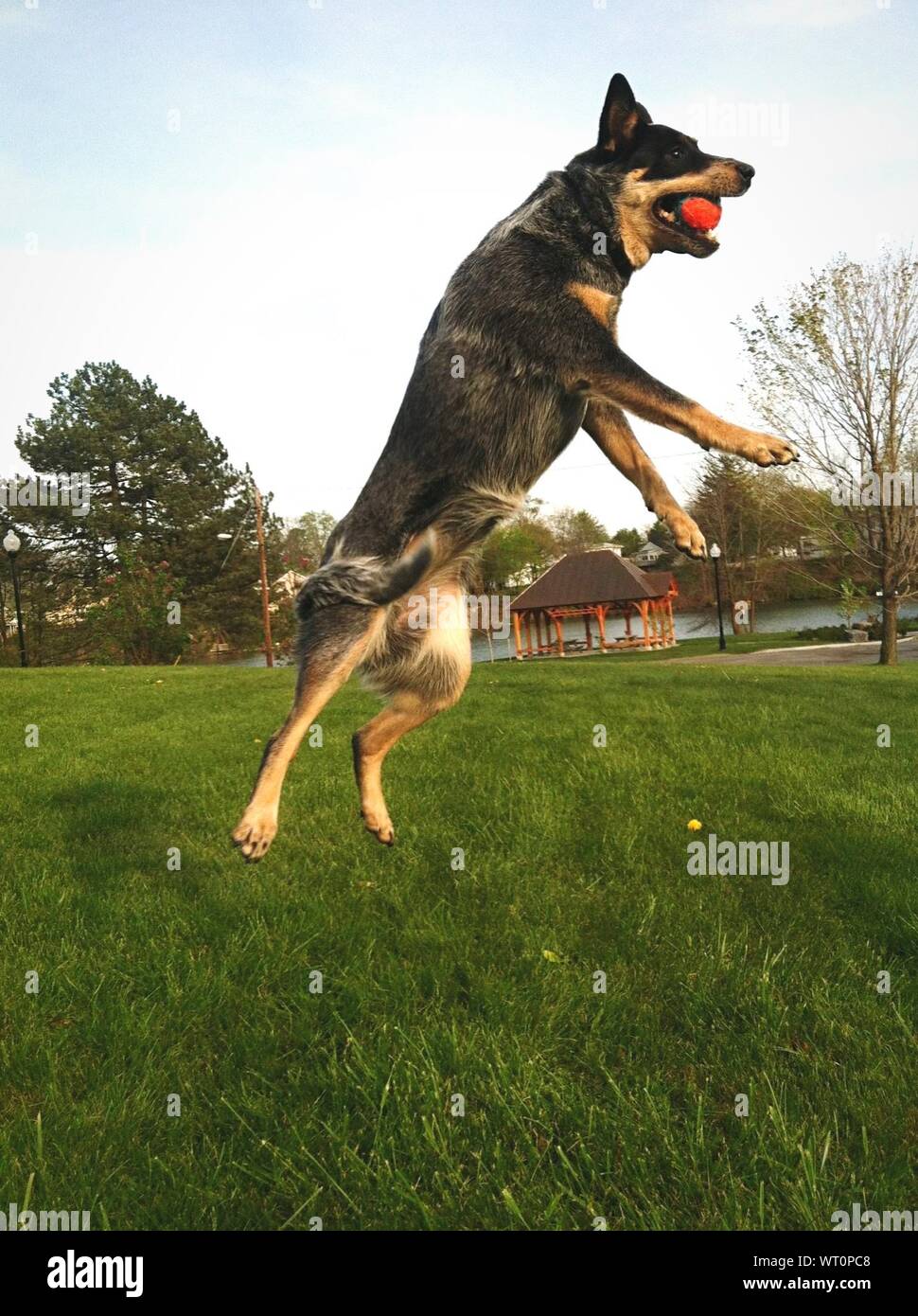 Dog in mid air hi-res stock photography and images - Alamy