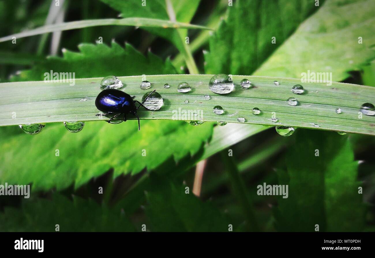 Water drop on beetle hi-res stock photography and images - Alamy
